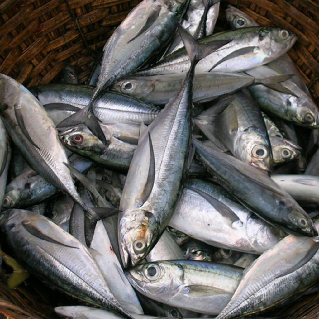 1-Fish - Hock Sin Fresh and Frozen Food Supplies Johor Bahru